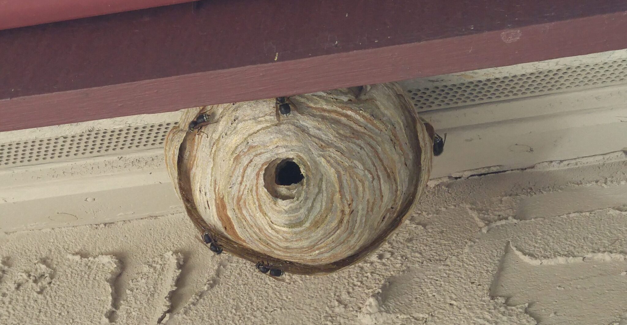 Wasps Identification Guide: Types, Habits, and Prevention Tips